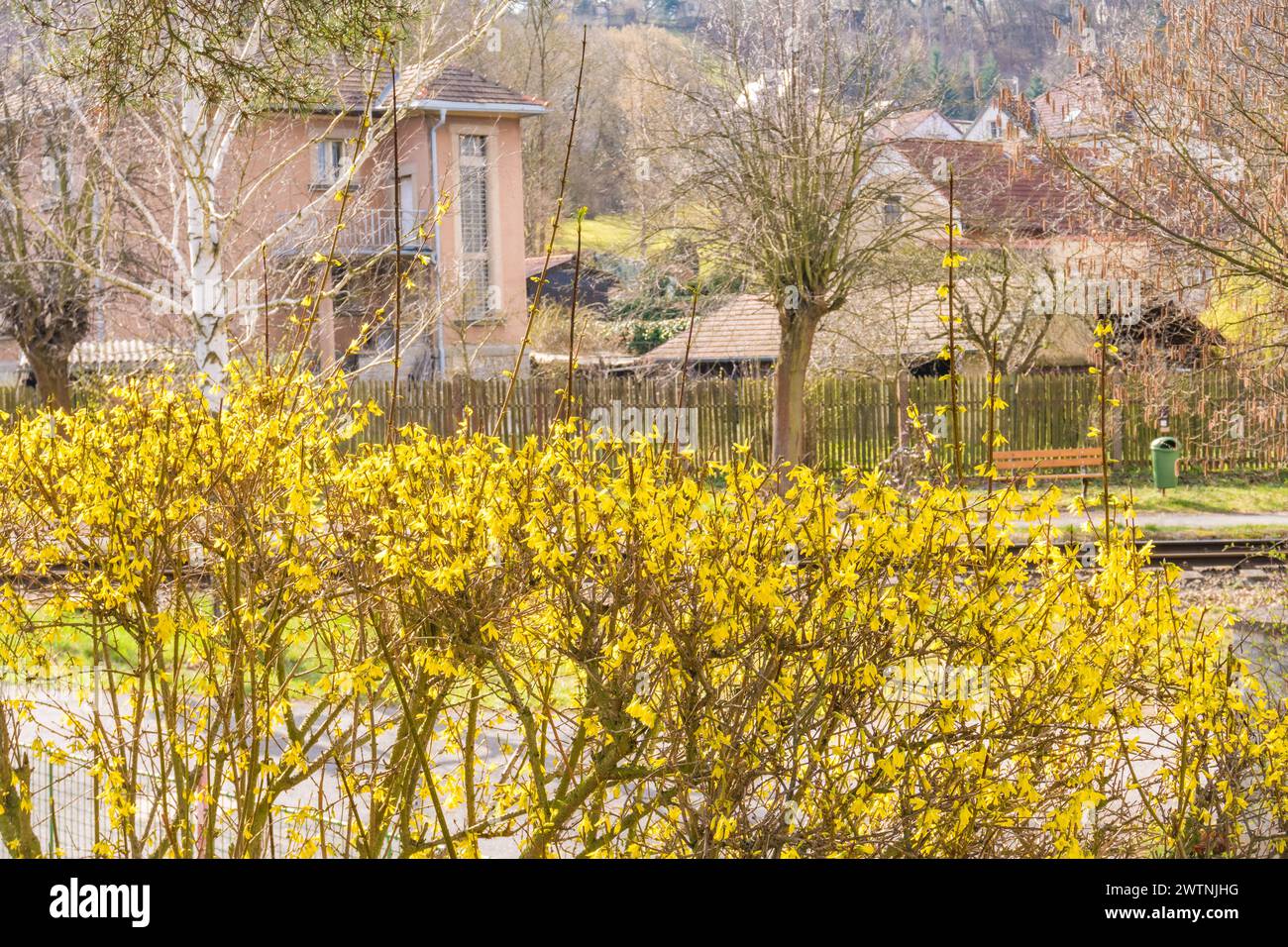 Genari or Korean Golden Bell, Forsythia koreana after rain. Early ...