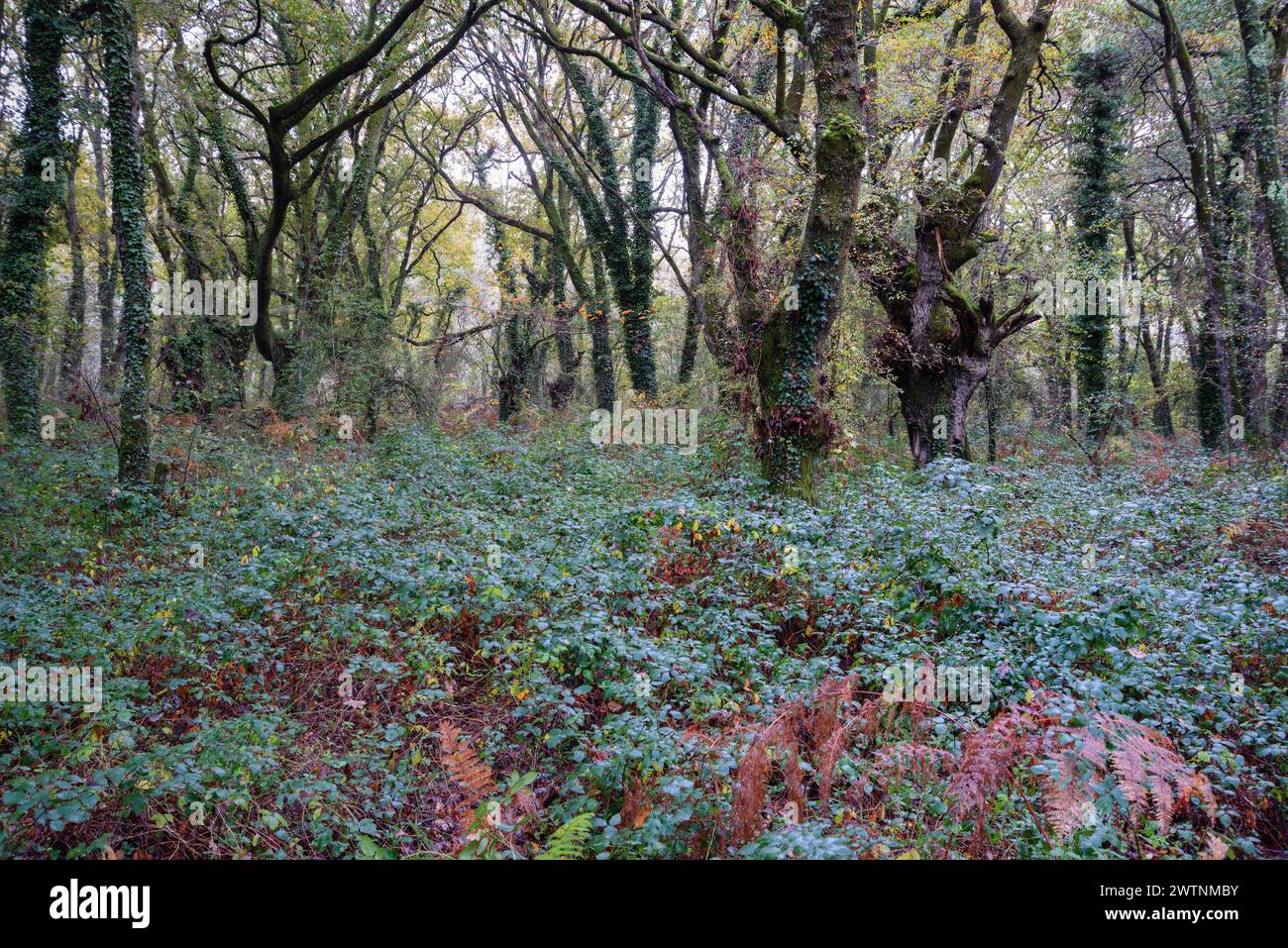 A thick forest of oaks and chestnut trees with centuries of age and ...