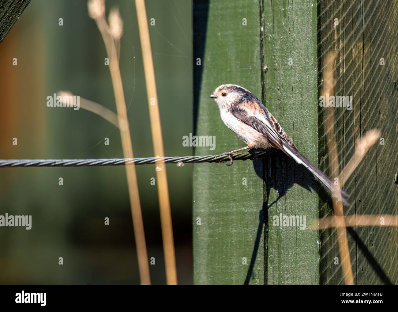 Delicate songbird with an incredibly long tail, flitting amongst ...