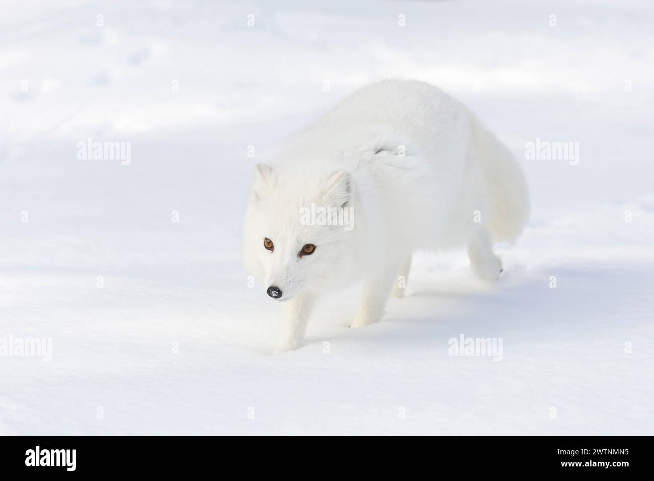 Arctic fox Vulpes lagopus, adult in winter coat, walking in snow ...