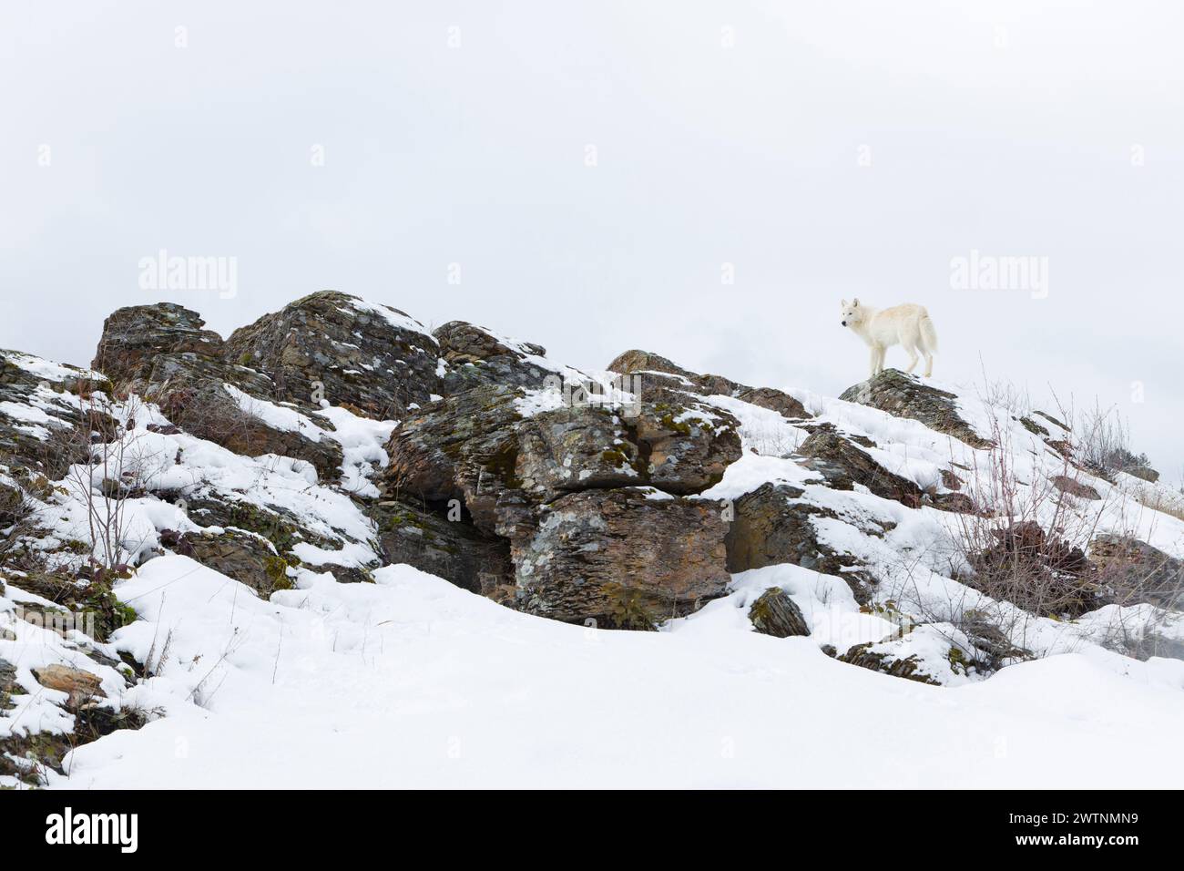 Arctic wolf Canis lupus arctos, adult standing on snow covered rocks ...