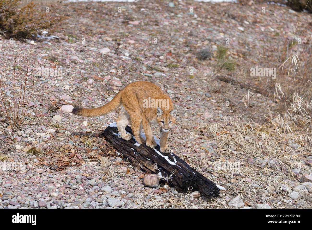 Puma Felis concolor, juvenile standing on log, Montana, USA, March ...