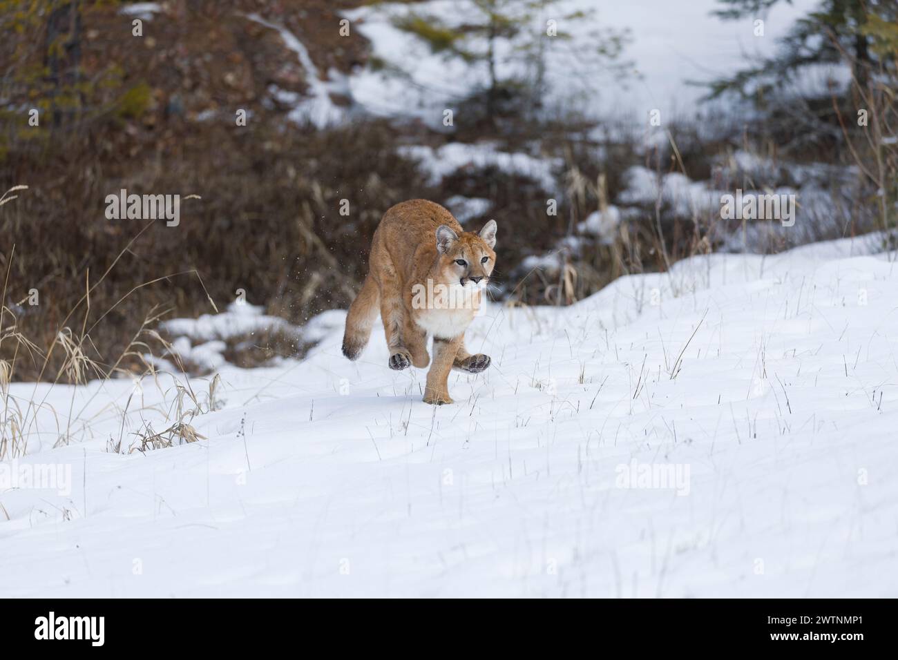 Puma Felis concolor, juvenile running on snow, Montana, USA, March ...