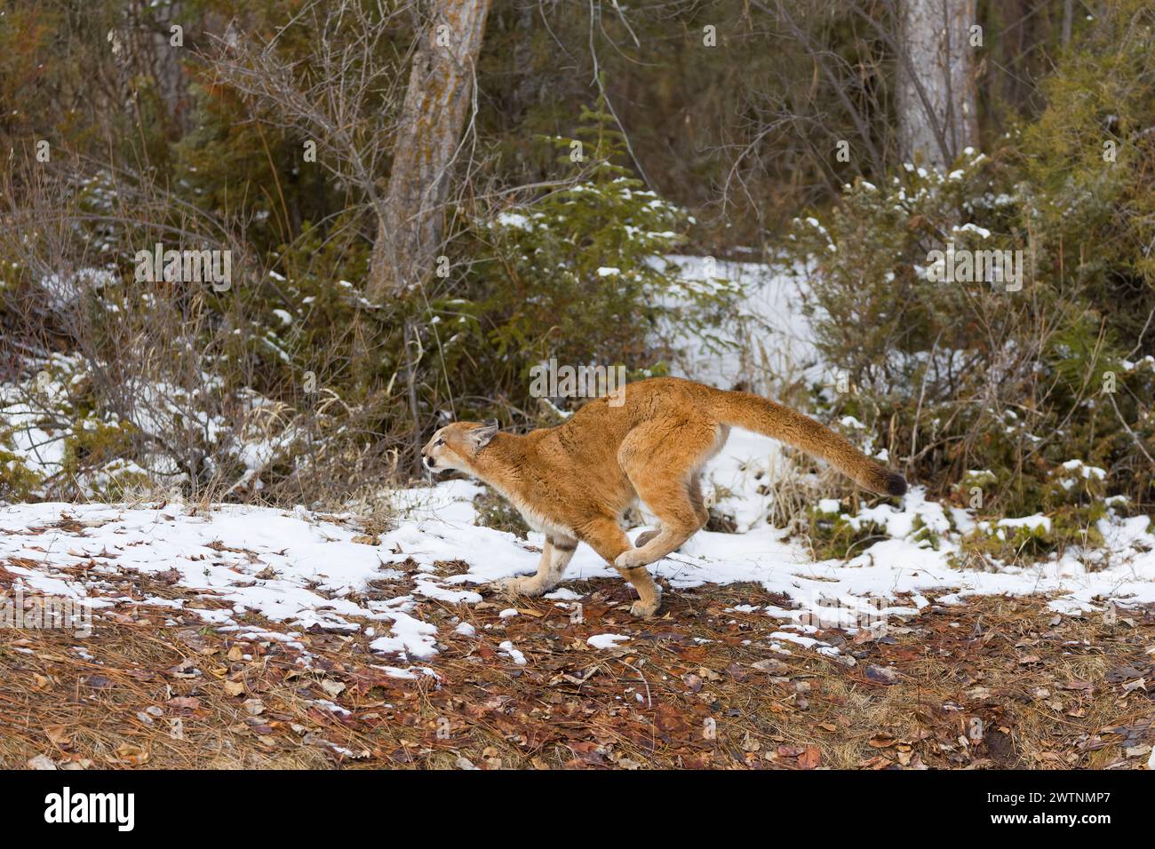 Juvenile mountain lion hi-res stock photography and images - Alamy