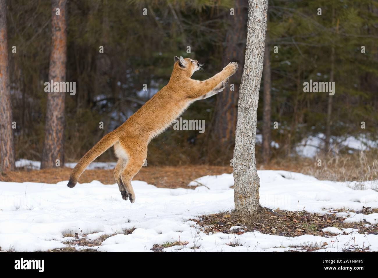 Puma Felis concolor, juvenile jumping up tree, Montana, USA, March ...