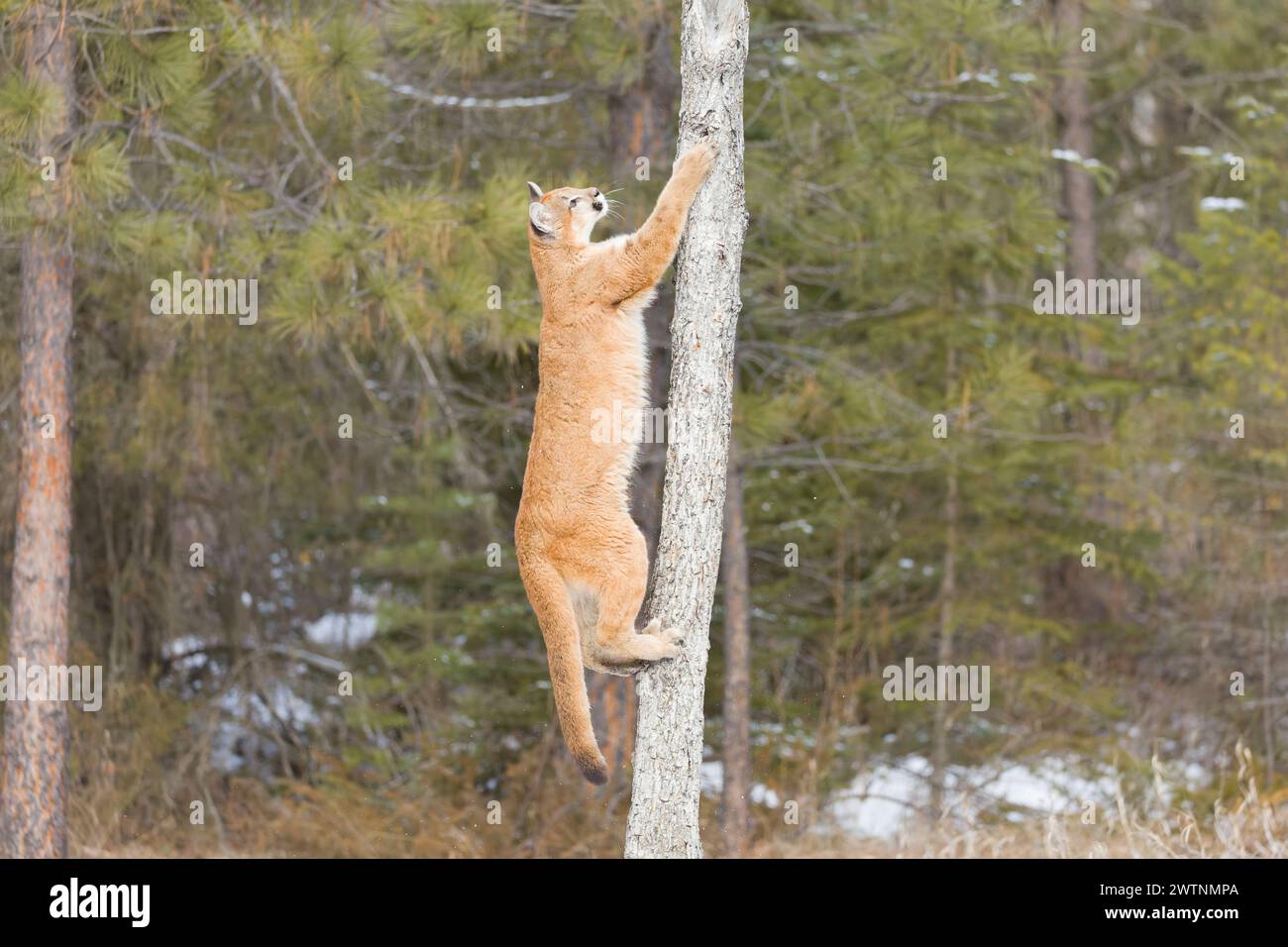 Puma Felis concolor, juvenile climbing tree, Montana, USA, March Stock ...