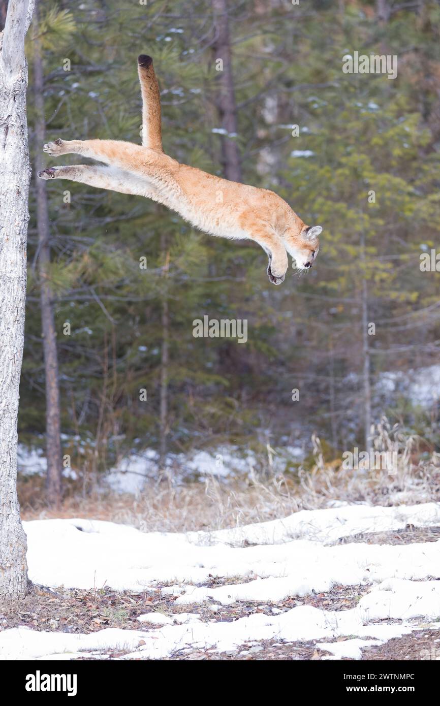 Cougar puma jumping hi-res stock photography and images - Alamy
