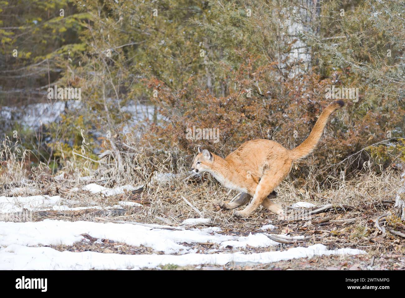 Puma Felis concolor, juvenile running, Montana, USA, March Stock Photo ...