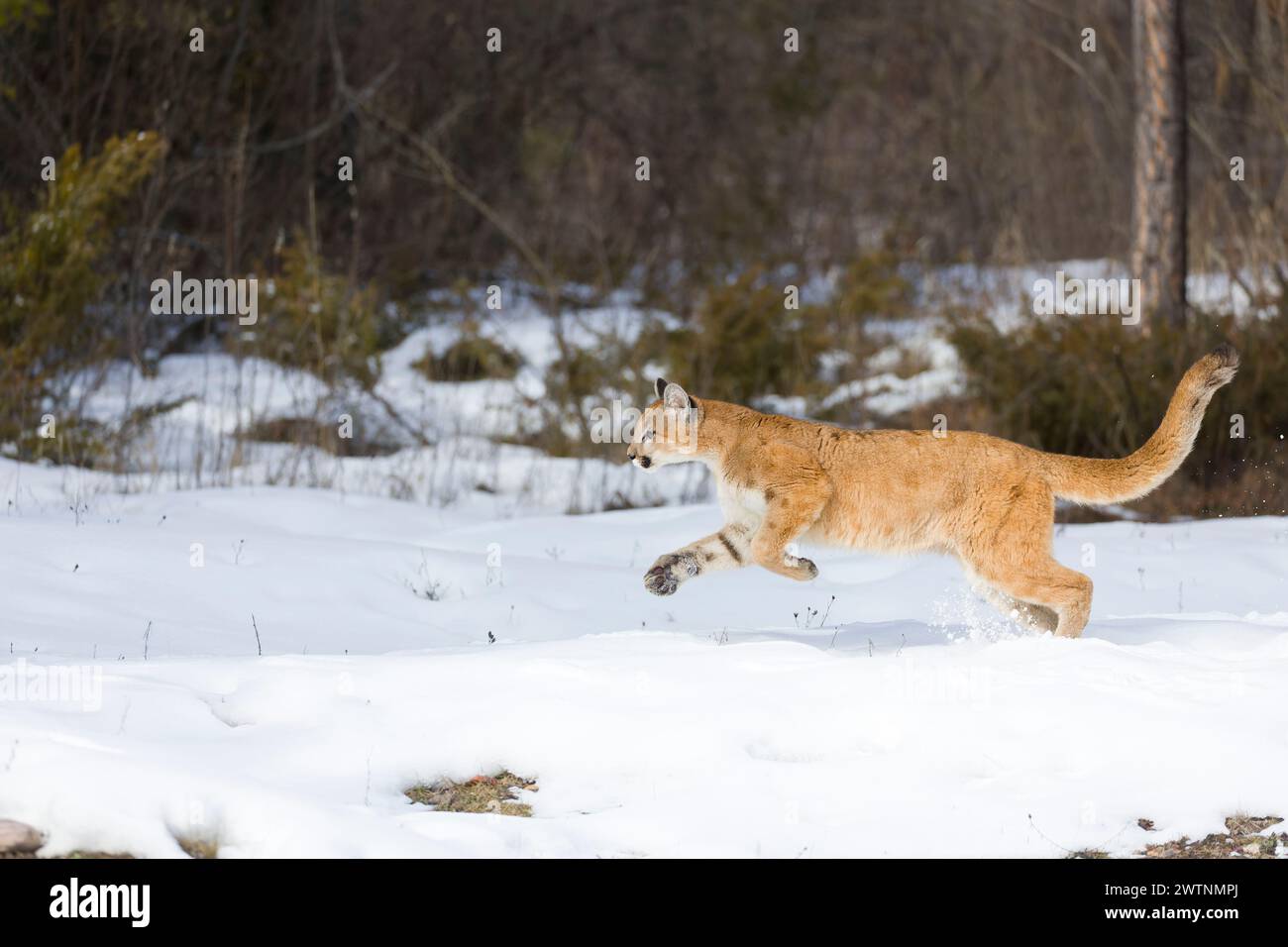 Puma Felis concolor, juvenile running on snow, Montana, USA, March ...