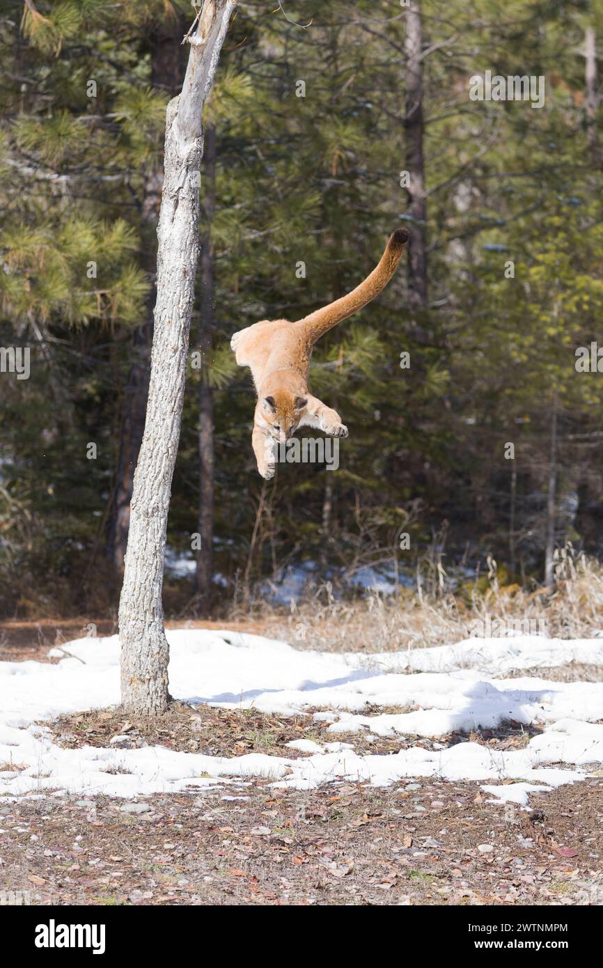 Puma Felis concolor, juvenile jumping from tree, Montana, USA, March ...