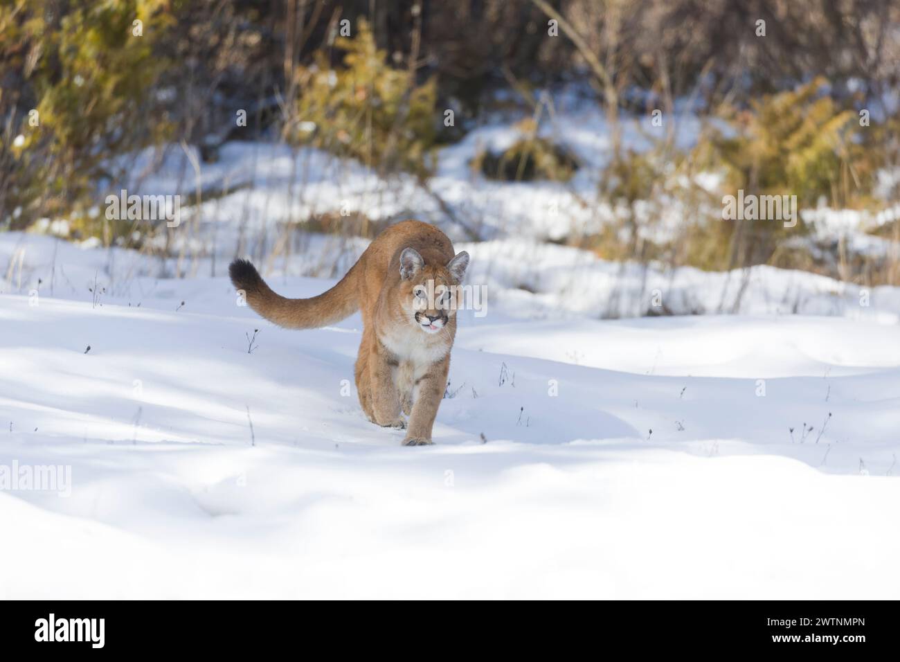 Puma Felis concolor, juvenile walking on snow, Montana, USA, March ...