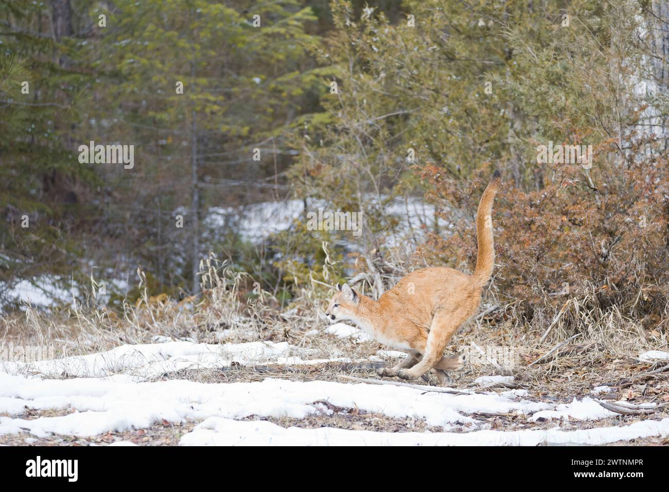 Puma Felis concolor, juvenile running, Montana, USA, March Stock Photo ...