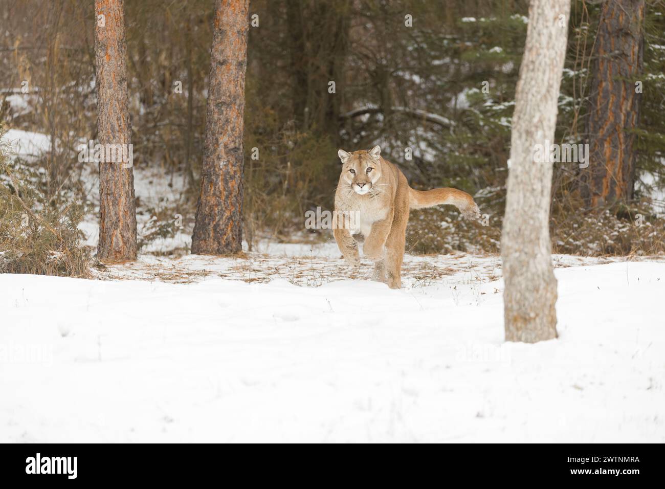 Puma Felis concolor, adult running on snow at forest edge, Montana, USA ...
