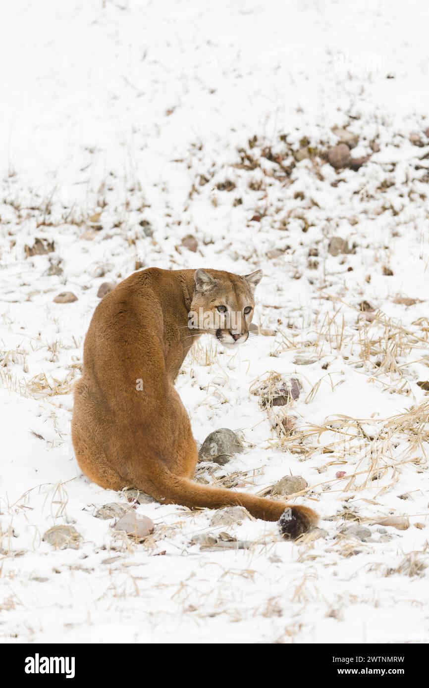 Puma sitting hi-res stock photography and images - Alamy