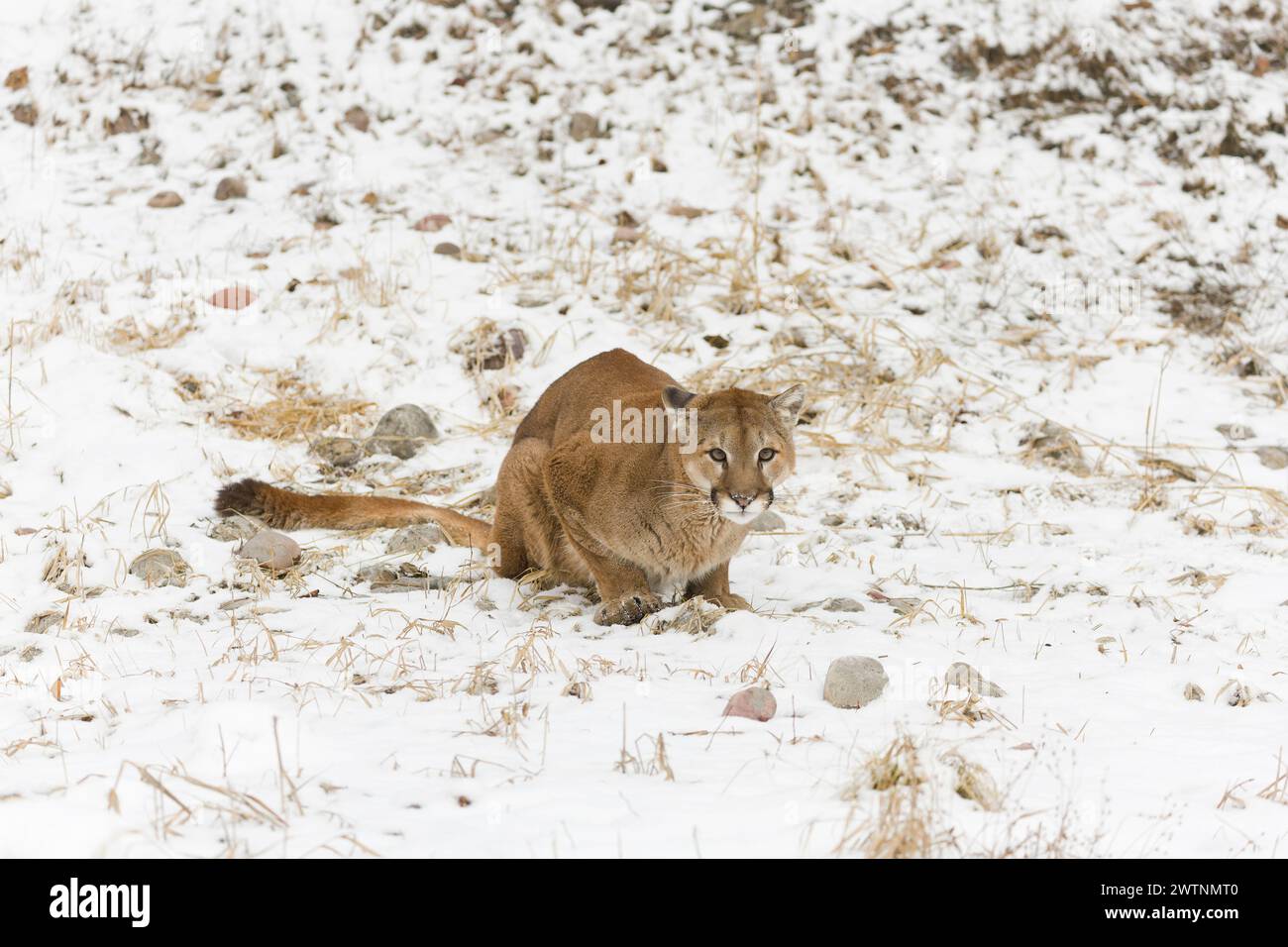 Puma sitting hi-res stock photography and images - Alamy
