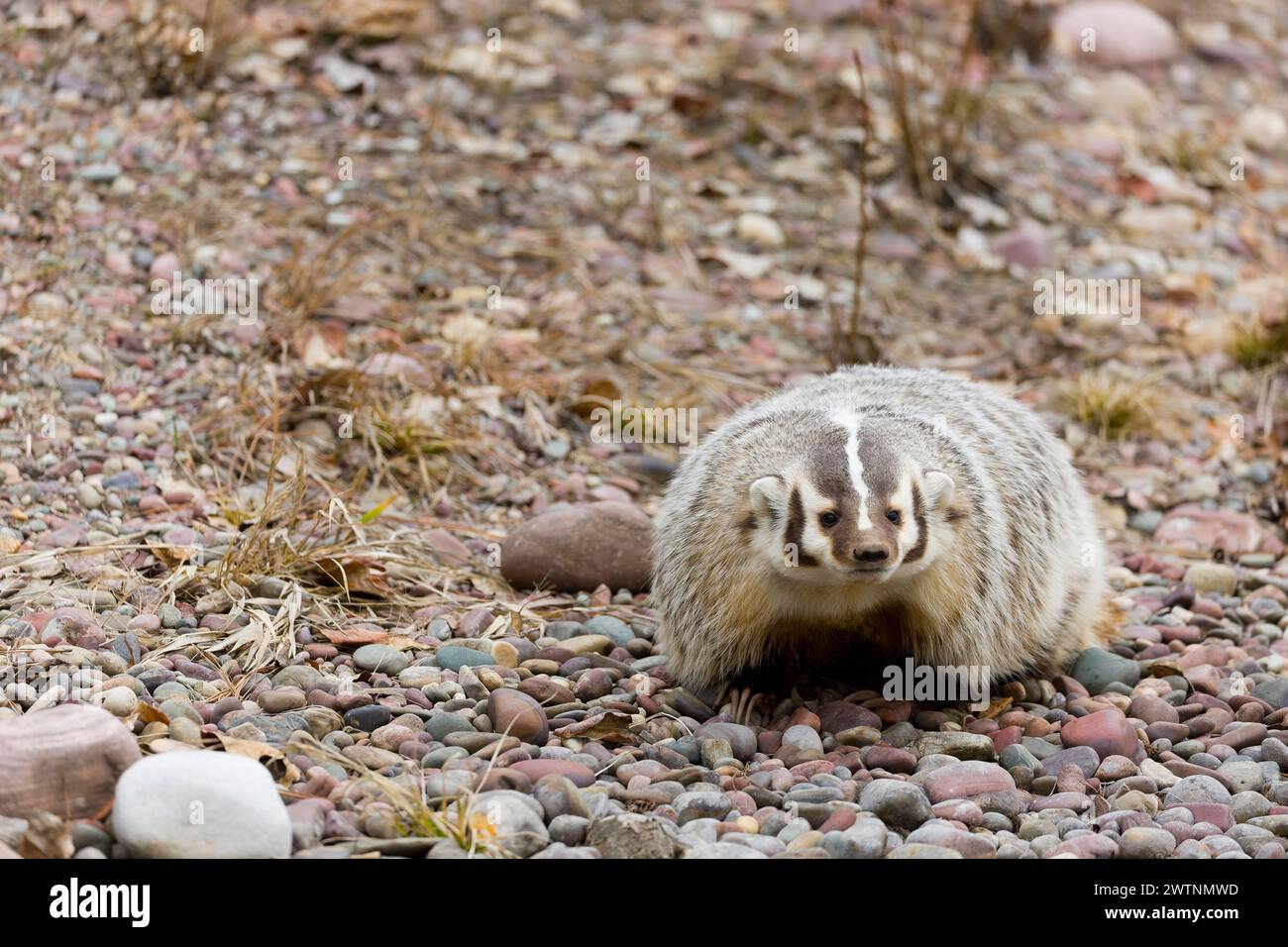 Taxidea hi-res stock photography and images - Alamy