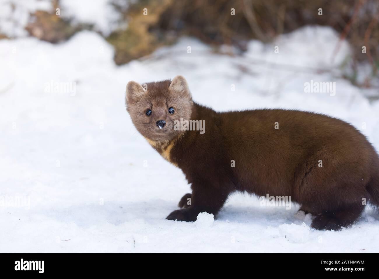 American pine marten Martes americana, adult standing on snow, Montana ...