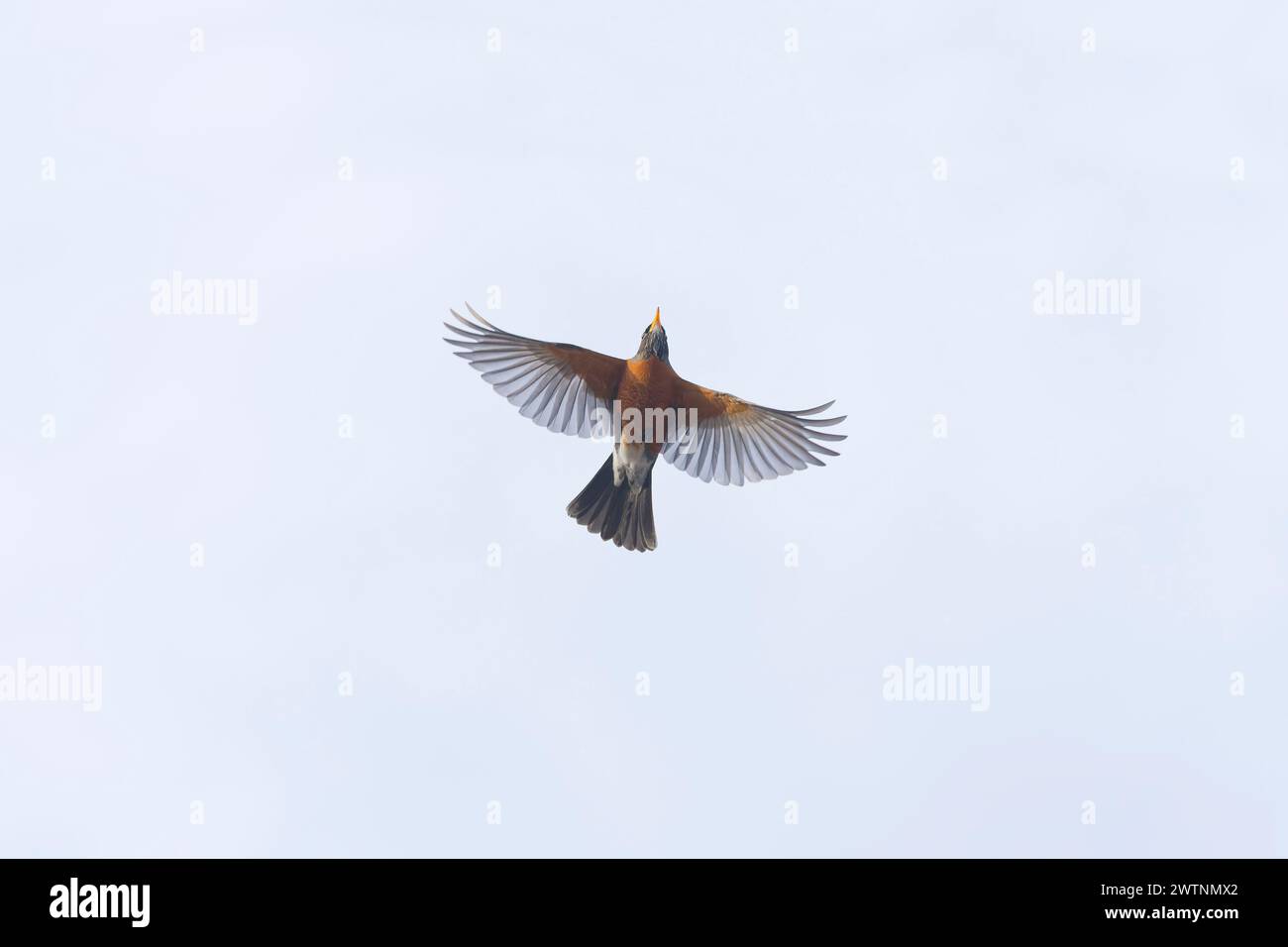 Robin flying hi-res stock photography and images - Alamy