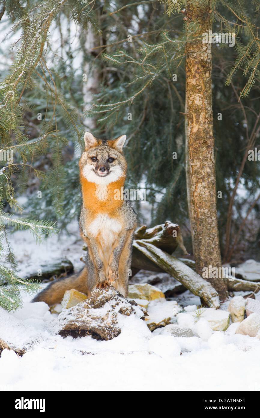 Grey foxes hi-res stock photography and images - Alamy