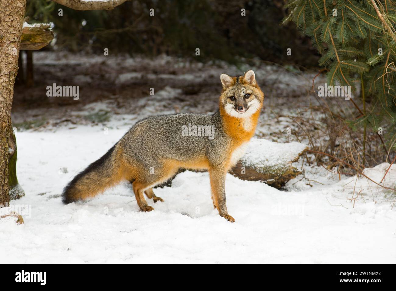 Grey foxes hi-res stock photography and images - Alamy