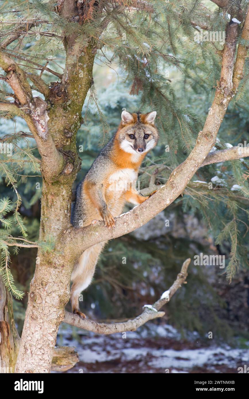 Montana pine tree hi-res stock photography and images - Alamy