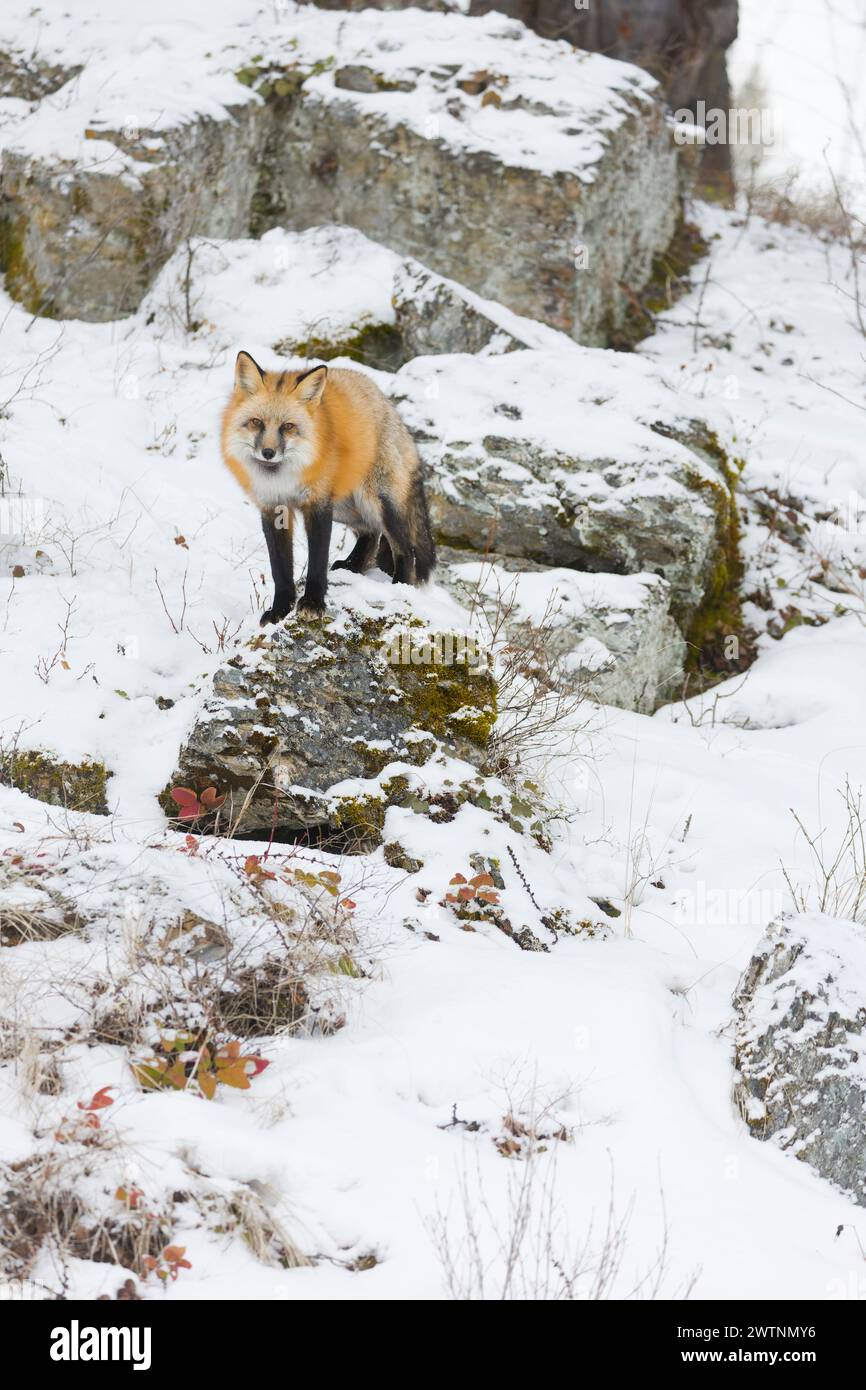 Red fox Vulpes vulpes, adult standing on rock in snow, Montana, USA ...