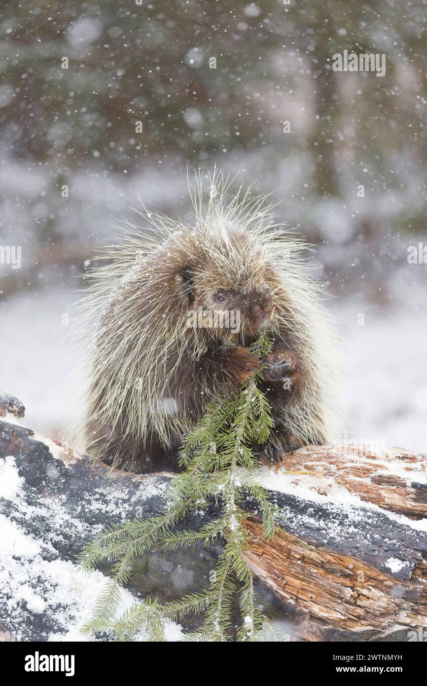 North American porcupine Erethizon dorsatum, adult male feeding on pine ...