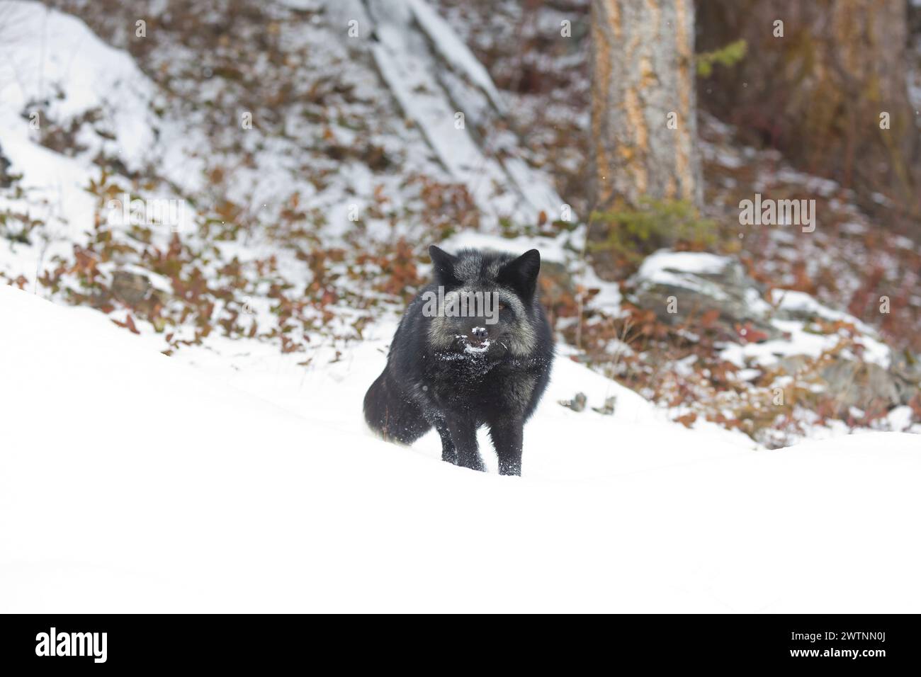Silver fox hi-res stock photography and images - Alamy