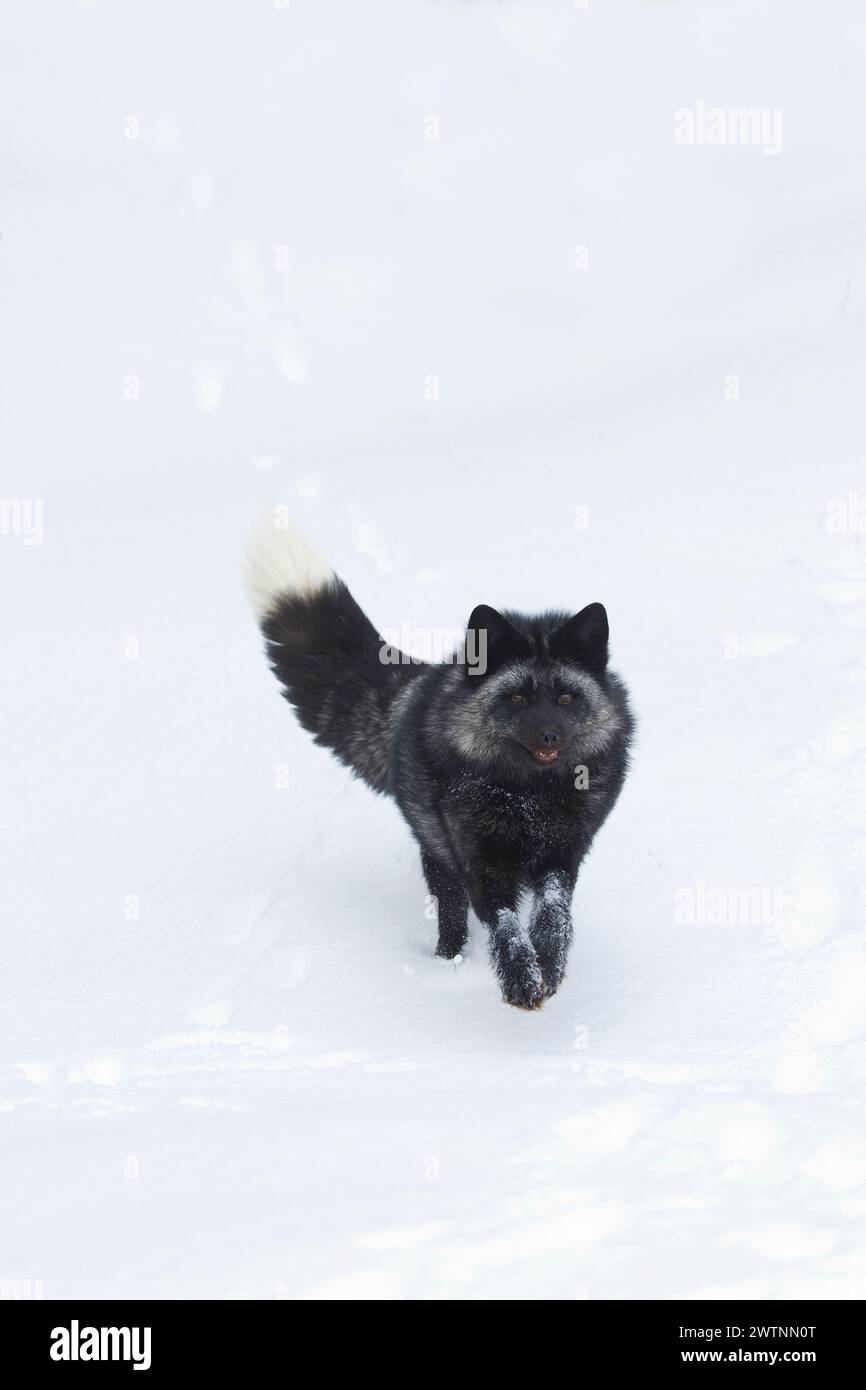 Silver fox Vulpes vulpes, adult running on snow, Montana, USA, March ...