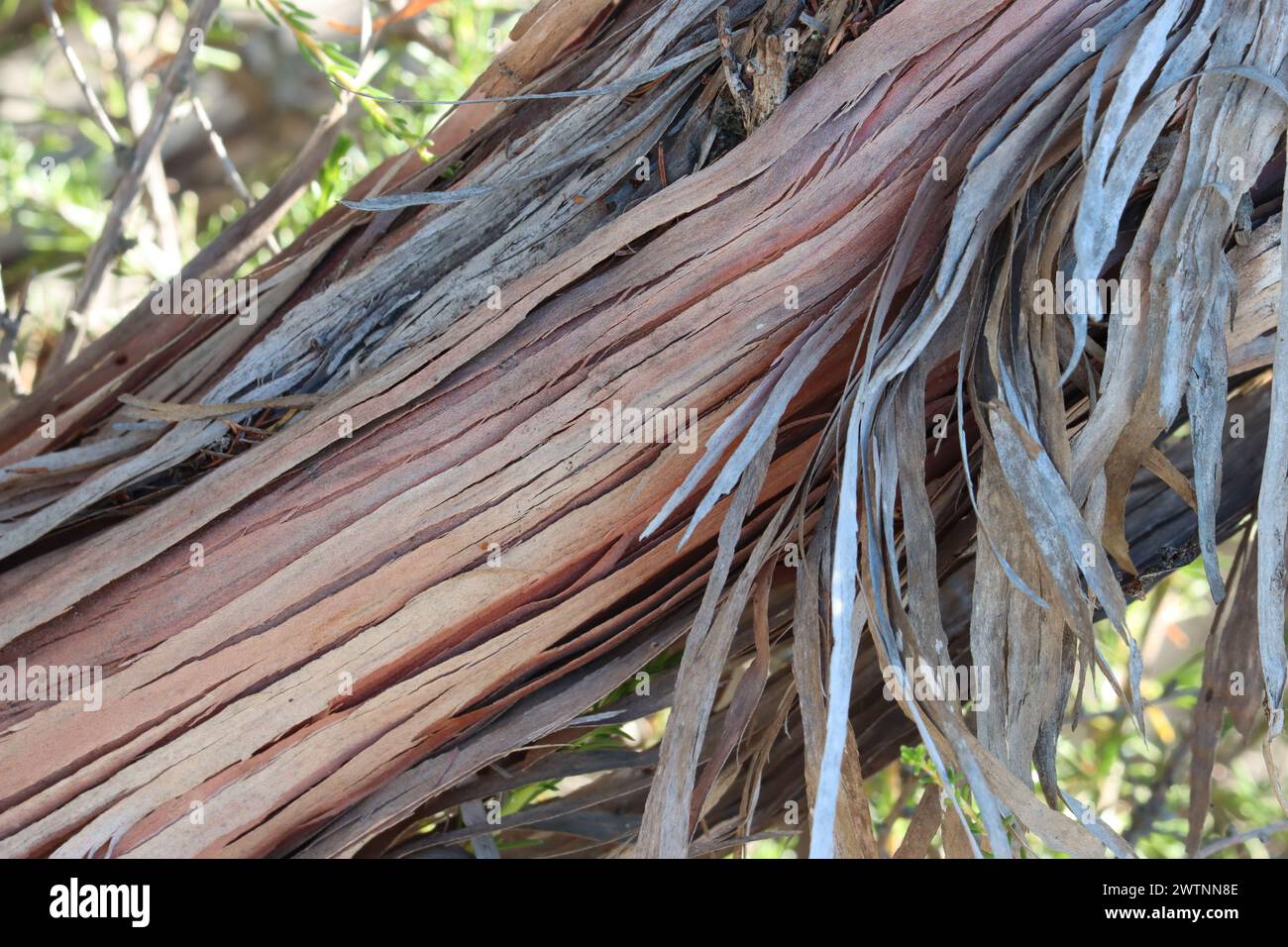 Adenostoma Fasciculatum Variety Fasciculatum, a native shrub displaying ...