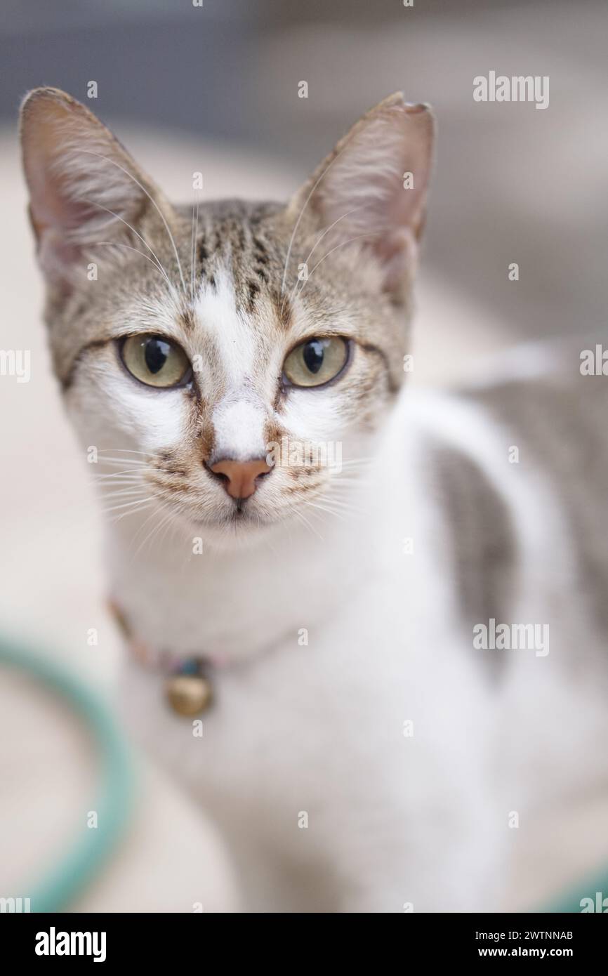 Indonesian domestic cat hi-res stock photography and images - Alamy