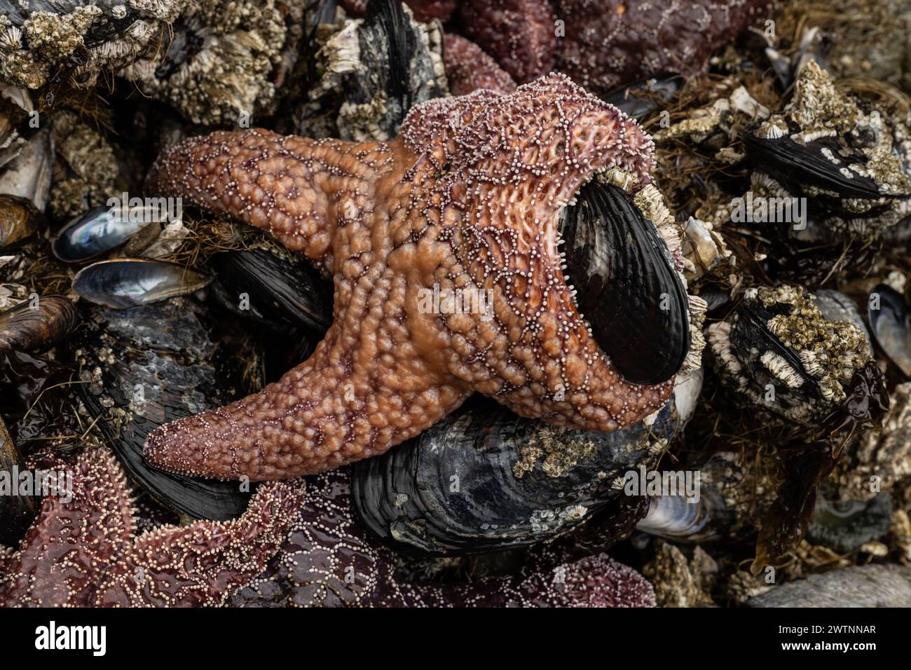 Ochre Sea Star Wrapping Around Mussel Shell At Low Tide on the Oregon ...