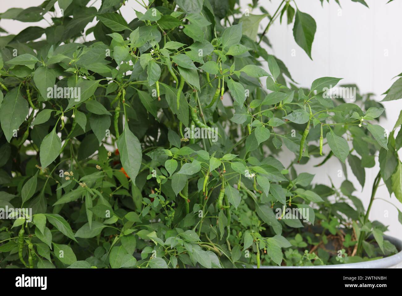 Cayenne pepper plants filled with a large quantity of peppers, in ...