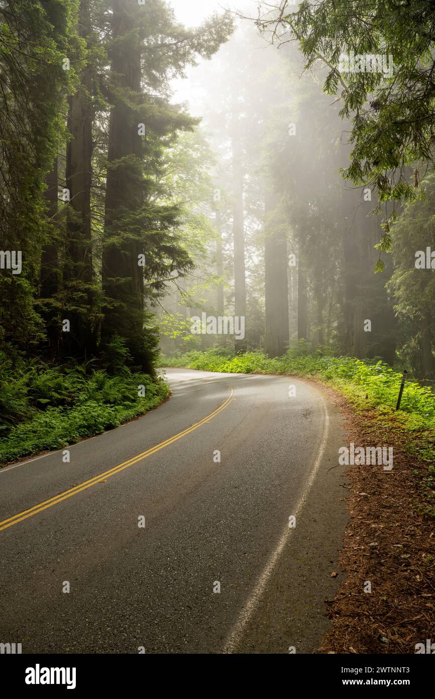 Redwood Trees Line the Curved Highway In The Fog on Summer Morning ...