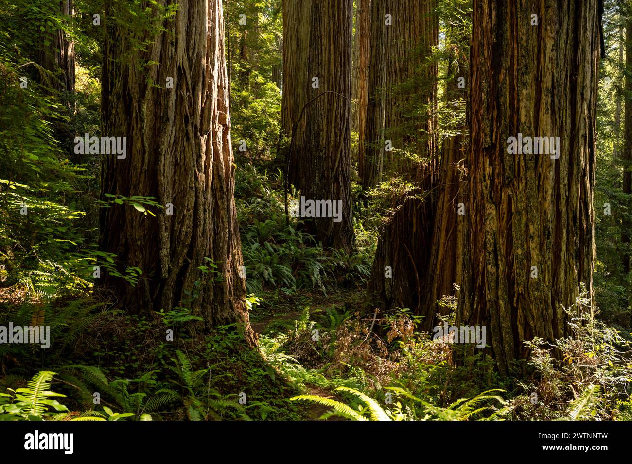 Redwood Trunks Catch Sun Light And Cast Shadows Deep Into The Forest in ...