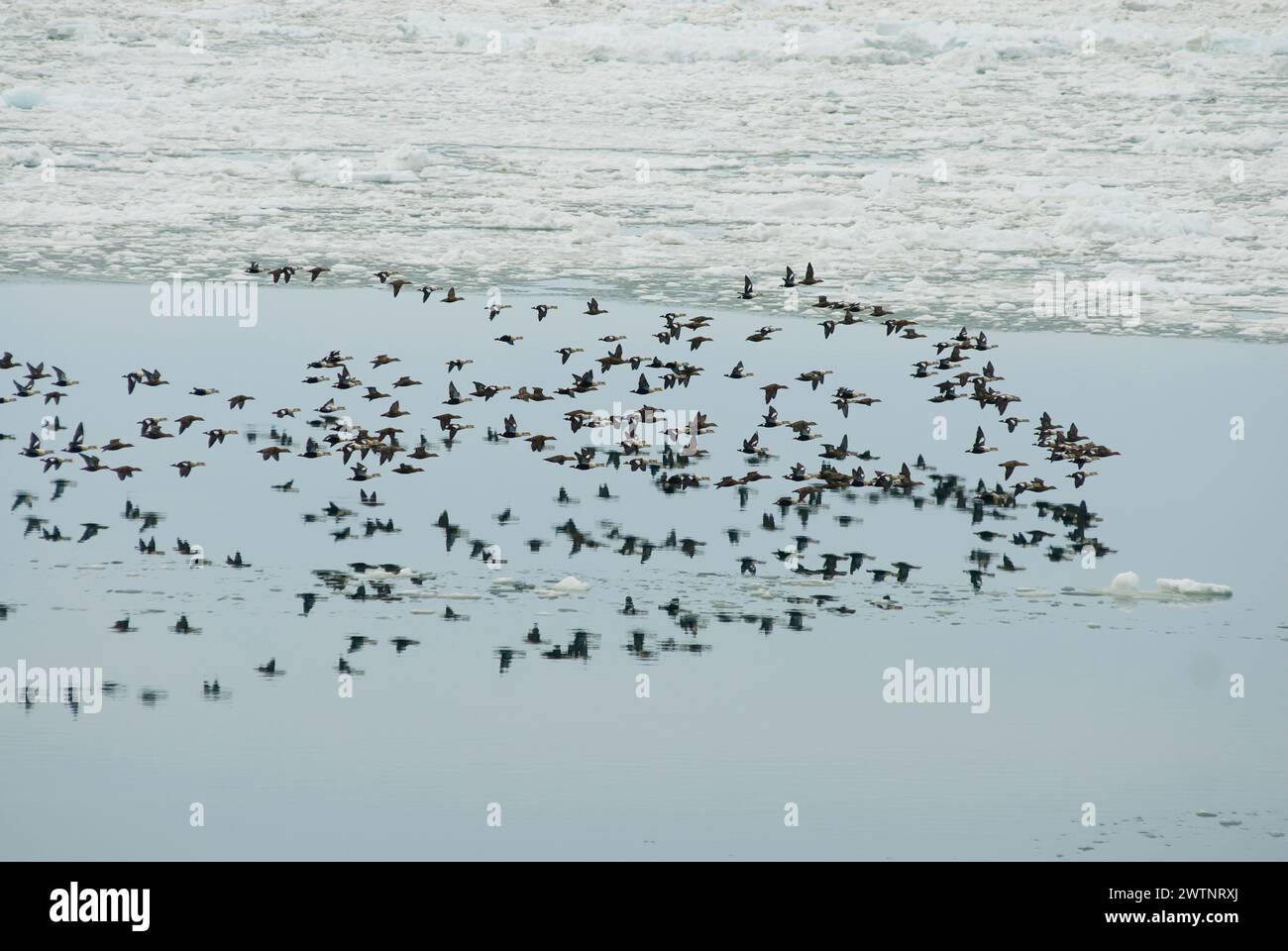 King eider Somateria spectabilis Somateria mollissima ducks in flight ...