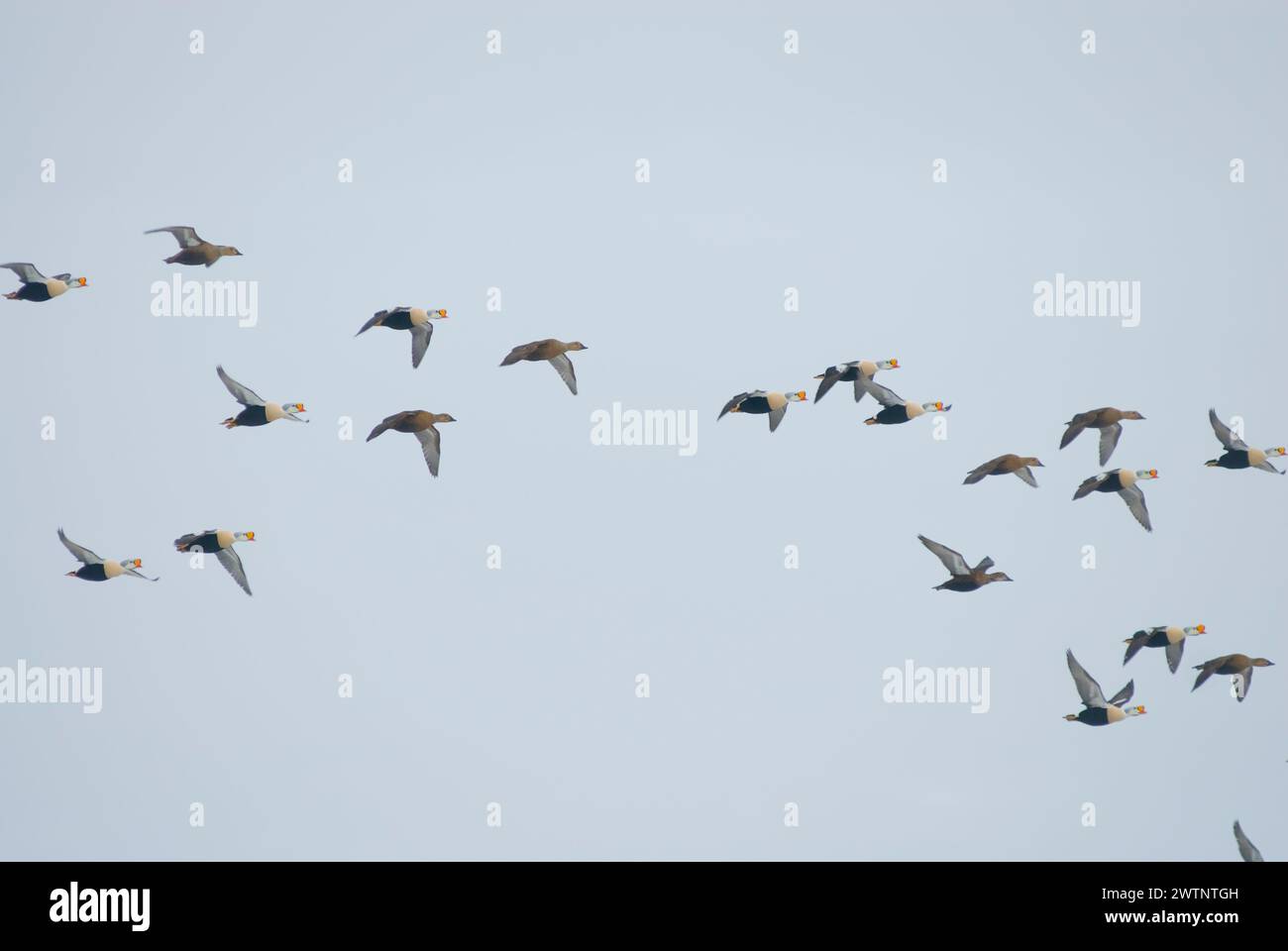 King eider Somateria spectabilis Somateria mollissima ducks in flight ...