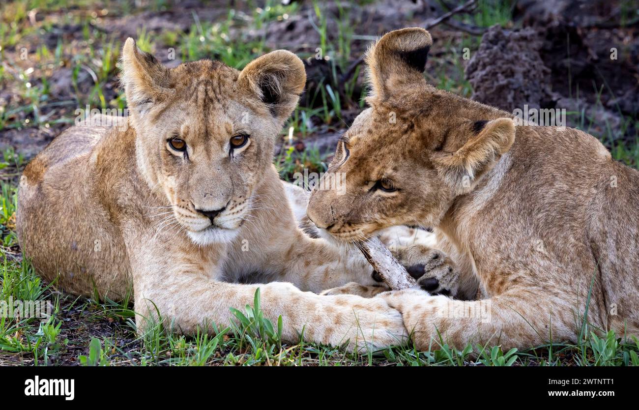 Small lion cubs playing in Botswana, Africa Stock Photo - Alamy