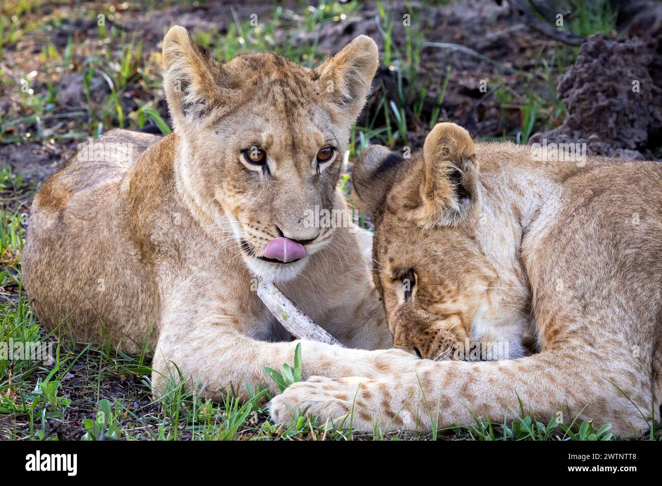 Small lion cubs playing in Botswana, Africa Stock Photo - Alamy
