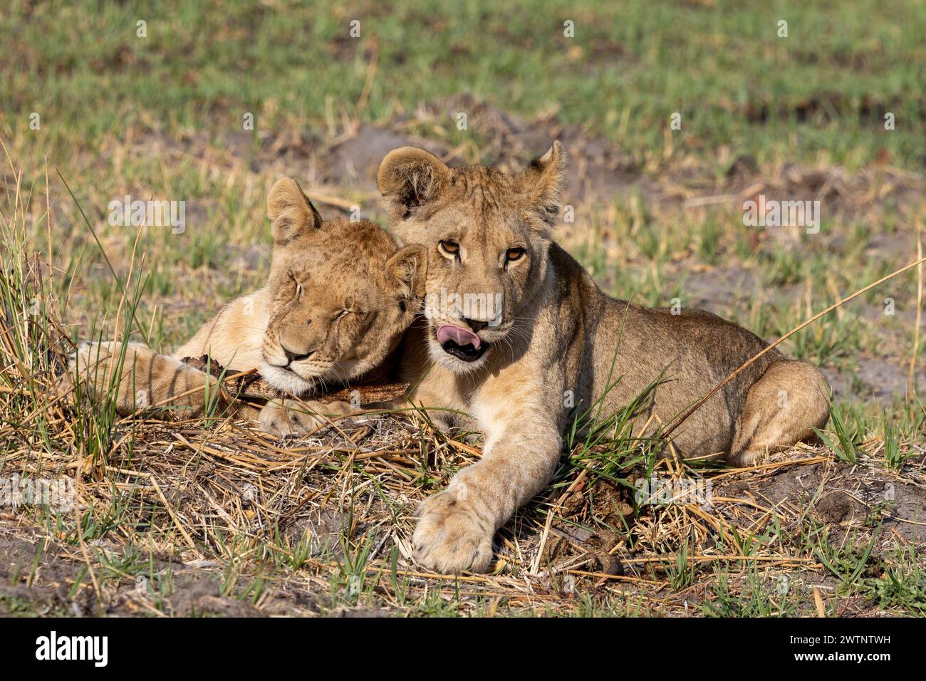 Small lion cubs playing in Botswana, Africa Stock Photo - Alamy