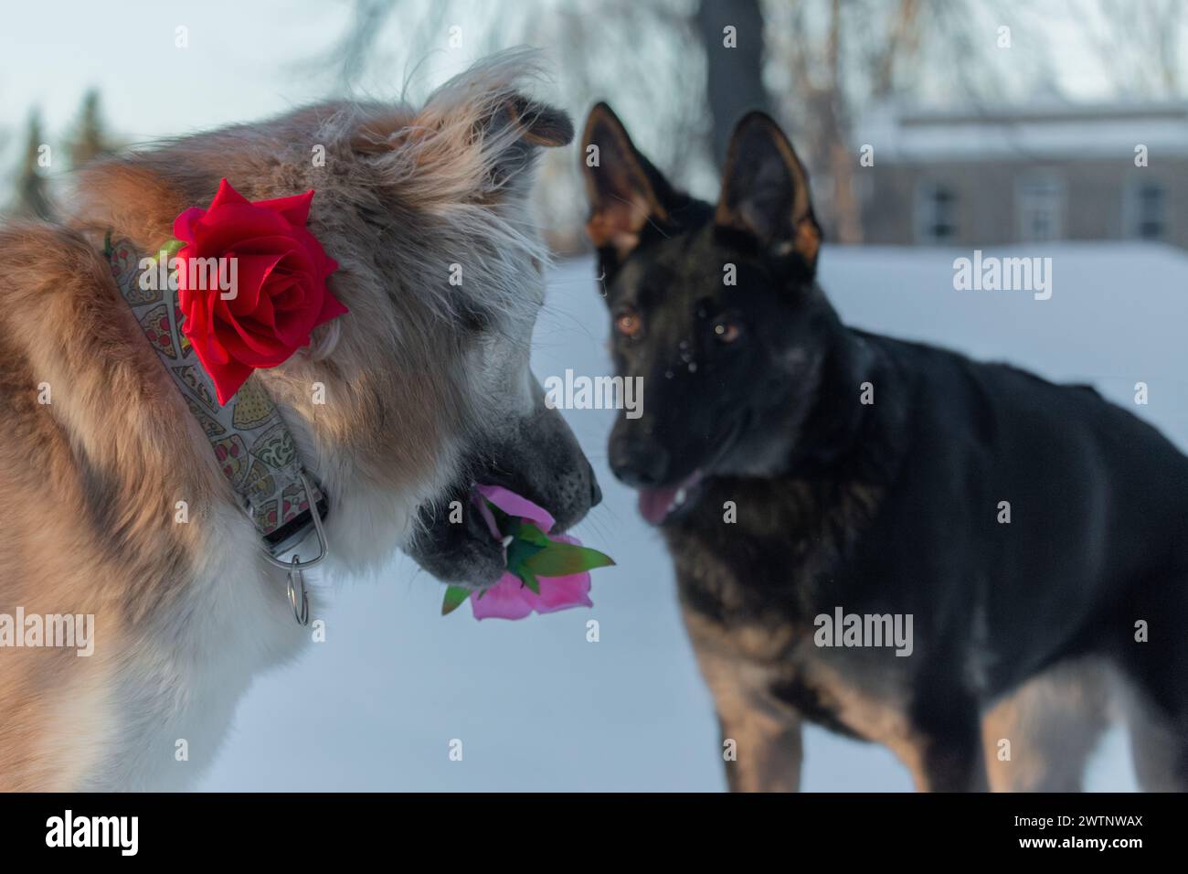 German shepherd dog with a red rose in her mouth and a black German ...