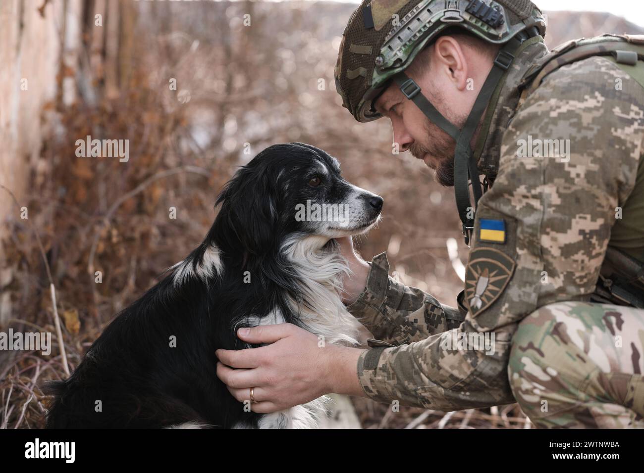 Ukrainian soldier petting frightened stray dog outdoors Stock Photo - Alamy