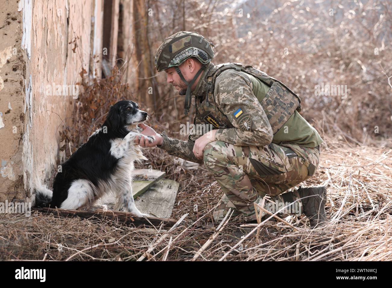 Stray dog giving paw to Ukrainian soldier outdoors Stock Photo - Alamy