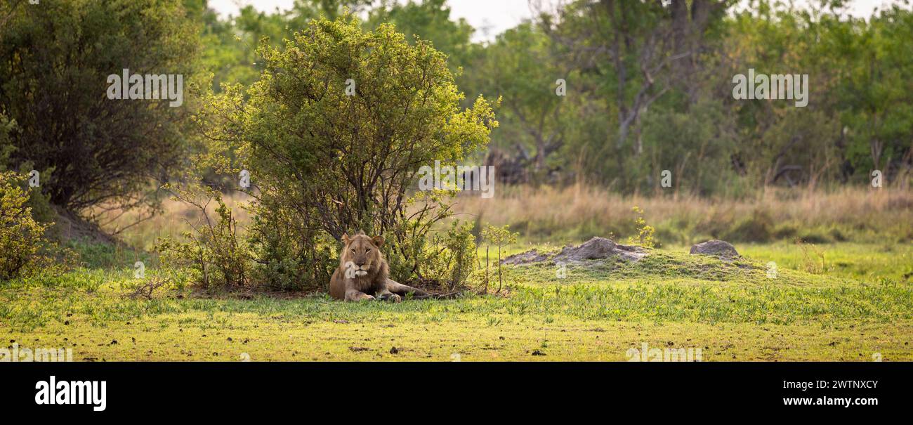 Lion sits under a tree in the landscape pf Botswana, Africa Stock Photo ...