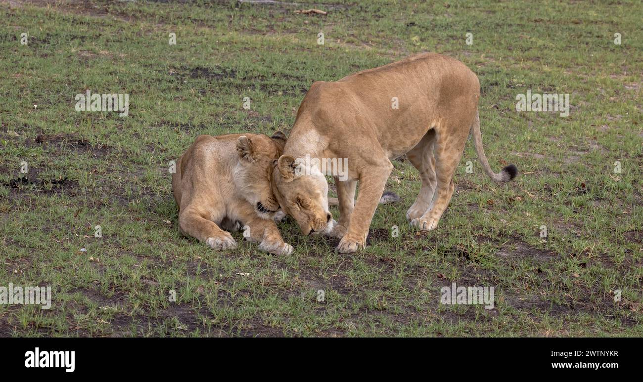 Small lion cubs playing in Botswana, Africa Stock Photo - Alamy