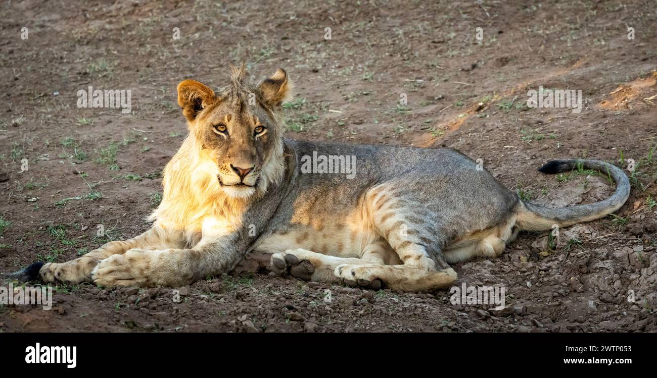 Single lion on safari in Botswana, Africa Stock Photo - Alamy