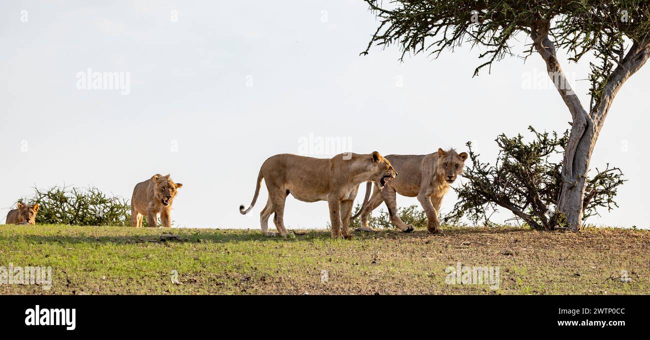 Pride of lions comes over the hill in the grasslands of Botswana ...