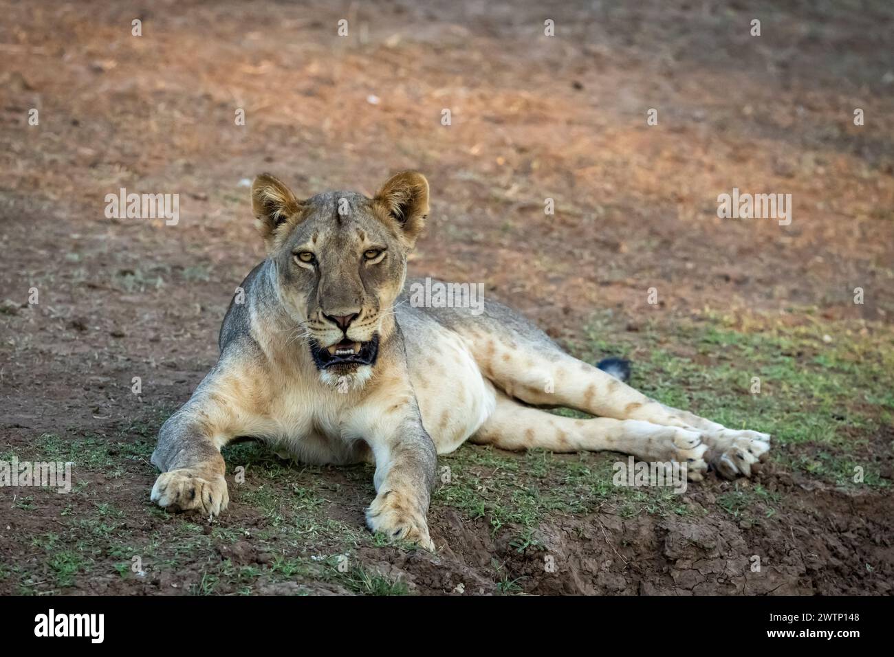 Single lion on safari in Botswana, Africa Stock Photo - Alamy