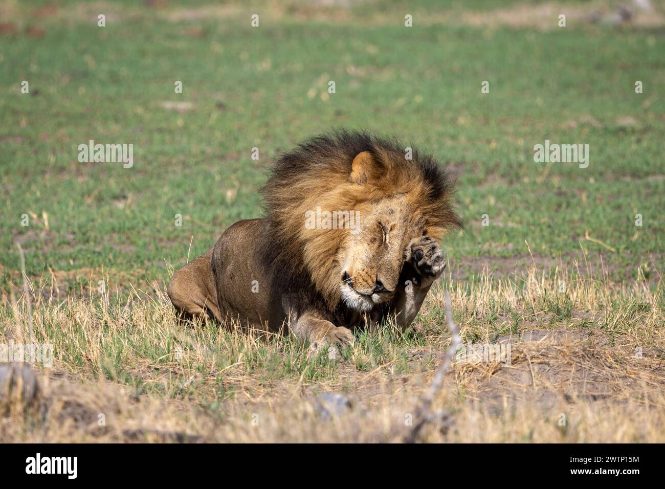Single lion on safari in Botswana, Africa Stock Photo - Alamy