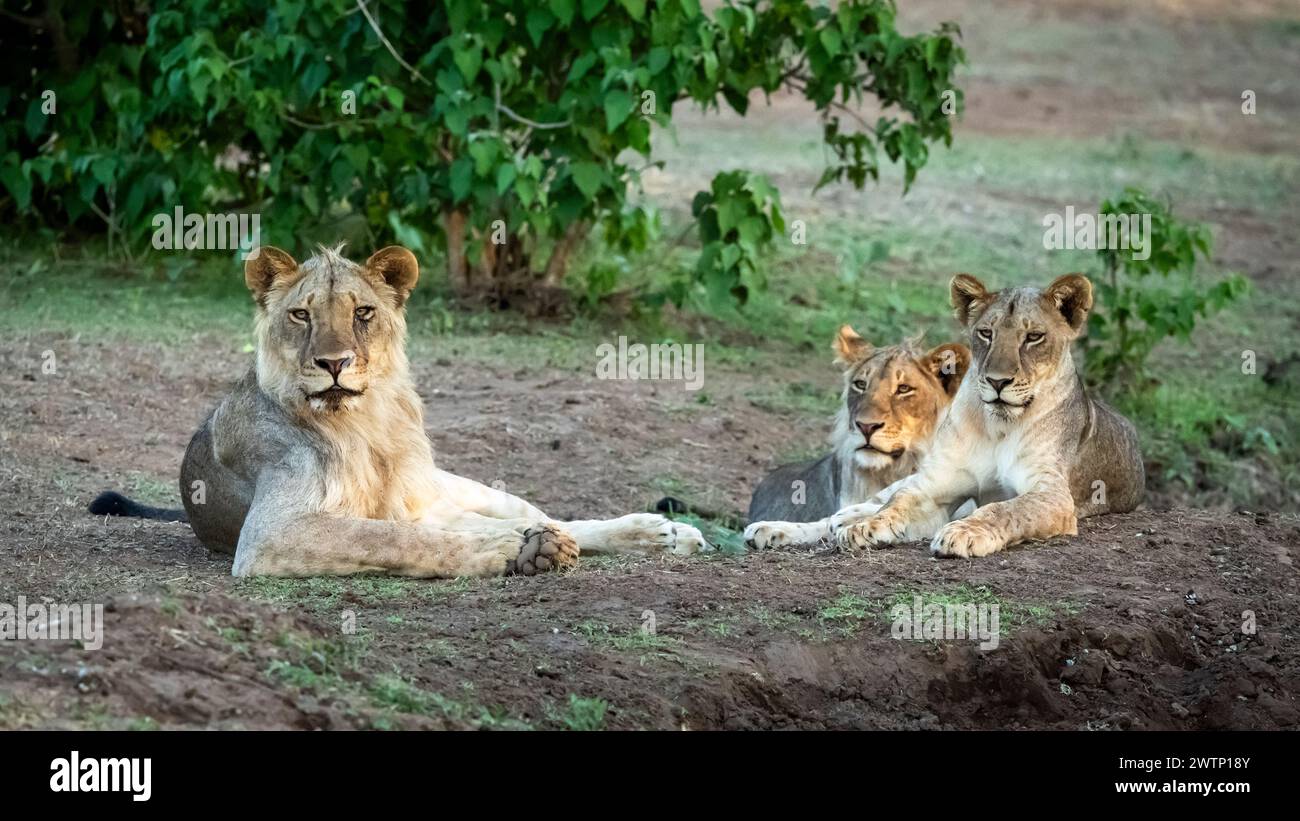 Pride of lions sitting in the golden evening light in Botswana, Africa ...